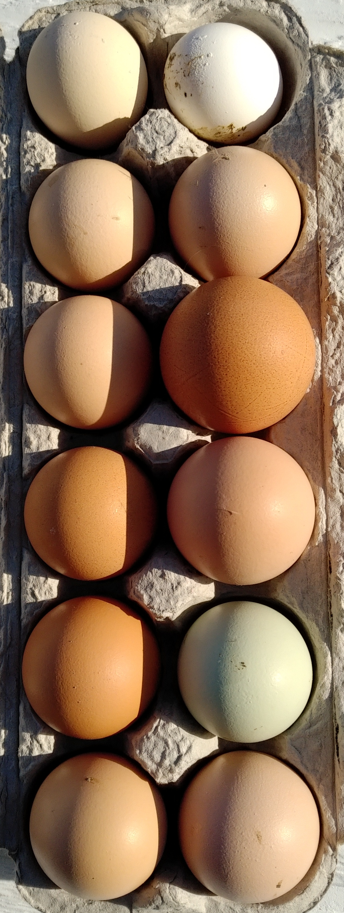 eggs – Wind's Four Quarters Farm